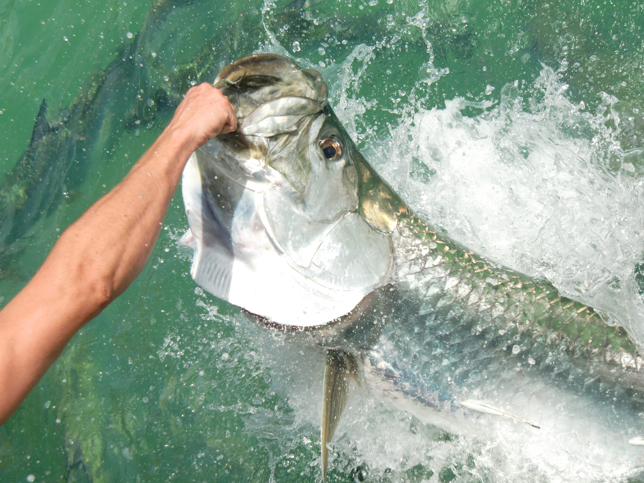 Tarponi e pellicani alle Keys - I VIAGGI DI SAMUELE